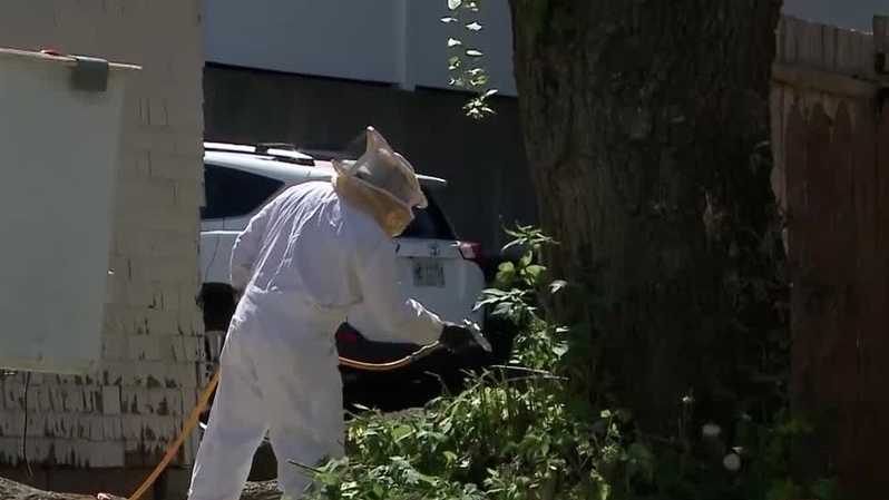 Worker in bucket attacked by swarm of bees, stung hundreds of times