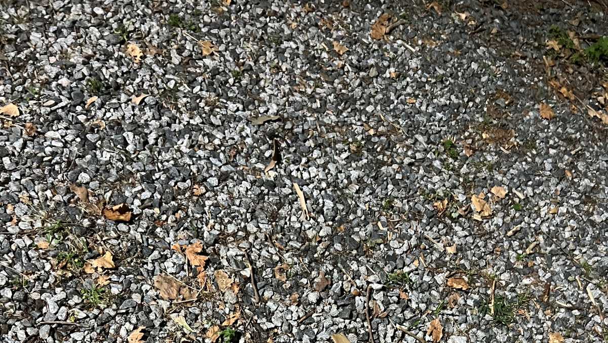 Lost and Found Pets in the WXII 12 Community