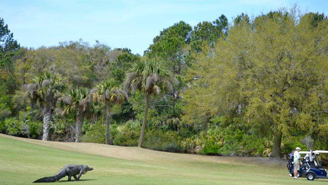 'Watch out!' - Photographer alerts golfers to giant gator on Lowcountry ...