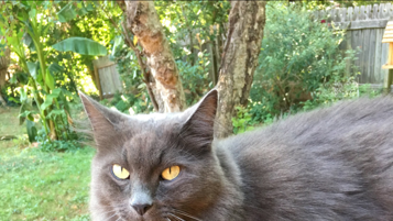 Lost and Found Pets in the WXII 12 Community