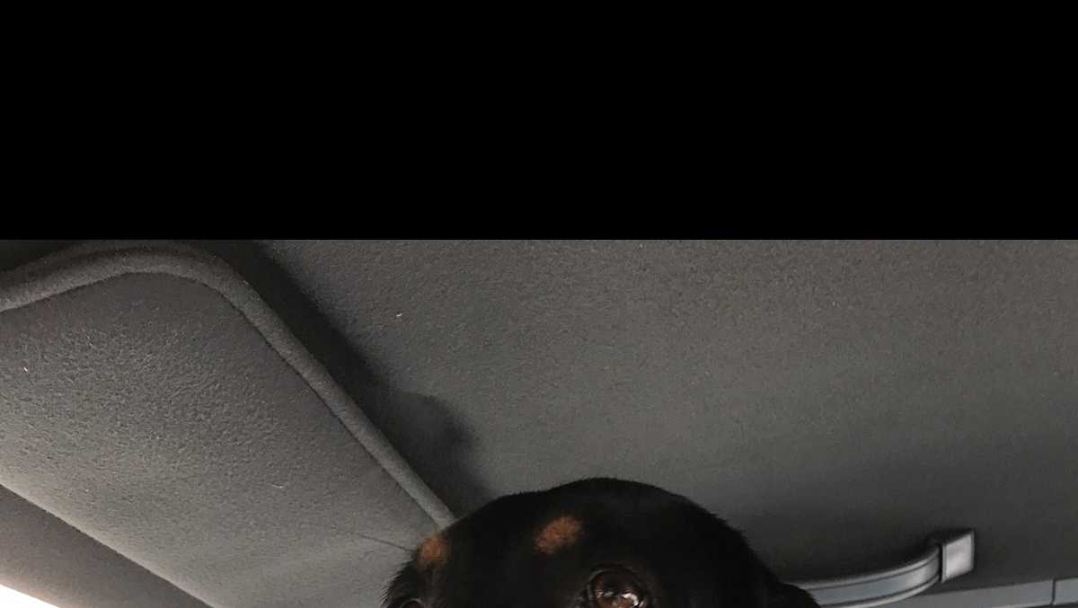 Lost and Found Pets in the WXII 12 Community