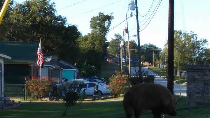 PHOTOS: Holy hog! Massive pig in Phenix City, Alabama