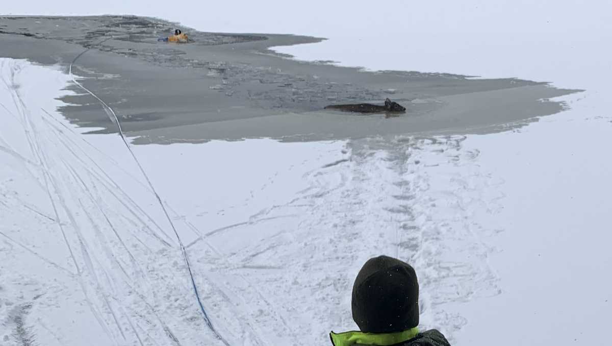 Deer rescued after falling through ice near Acadia National Park