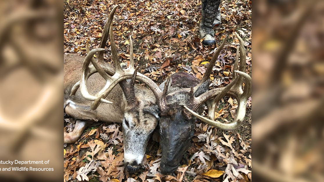 Man shoots deer that had other buck's decomposing head stuck in antlers