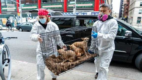 CORONAVIRUS: Pets being left behind as owners die from COVID-19