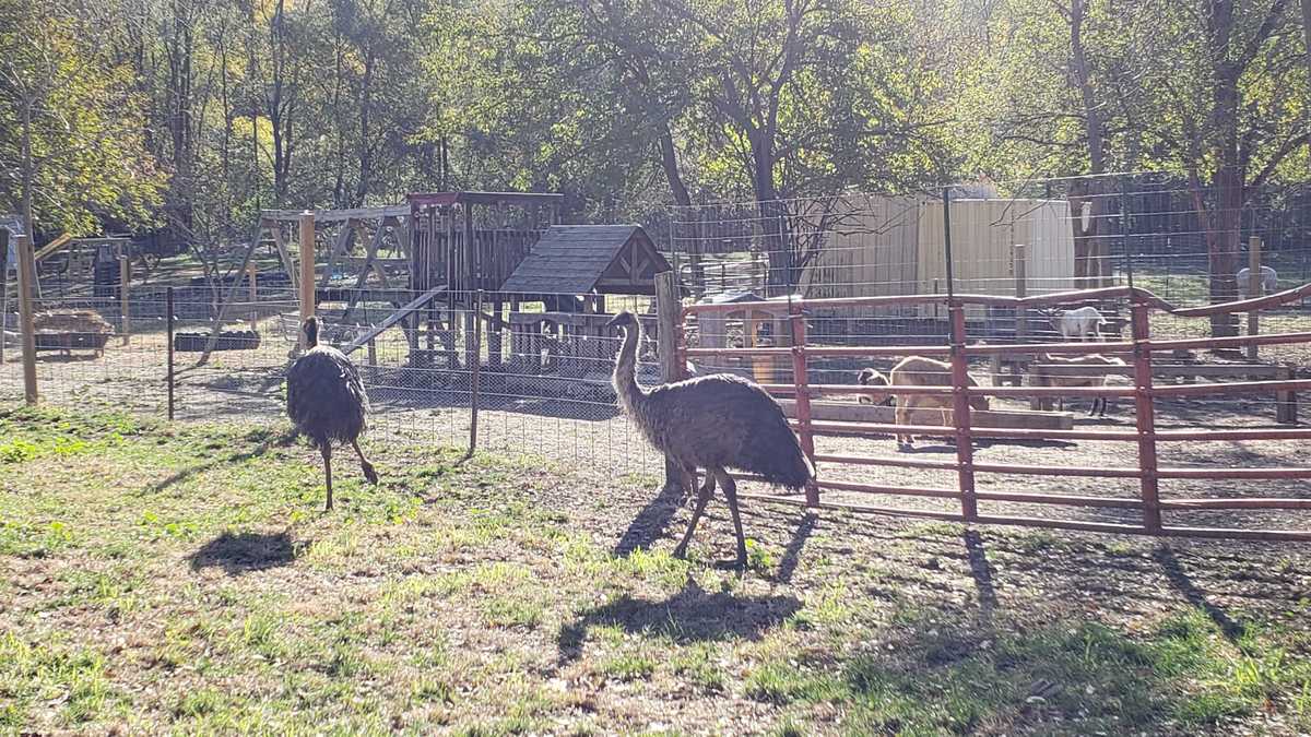 Citations dropped, animals to be returned to Scatter Joy Acres