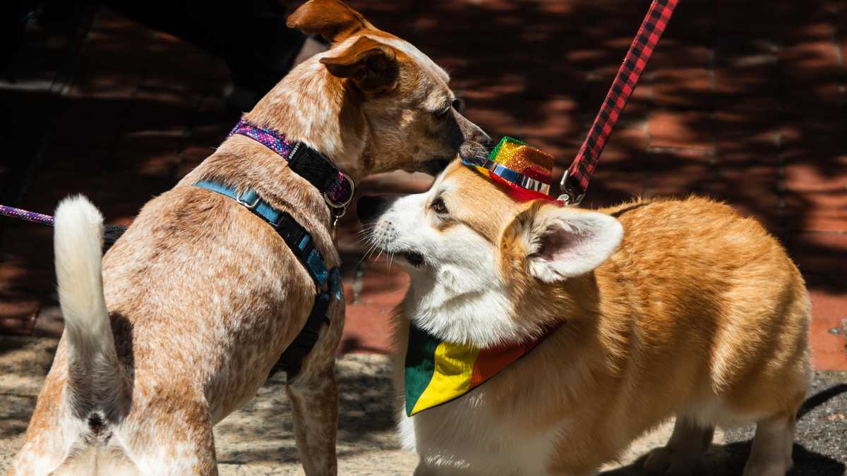 Photos of 2019 Boston Pride Parade