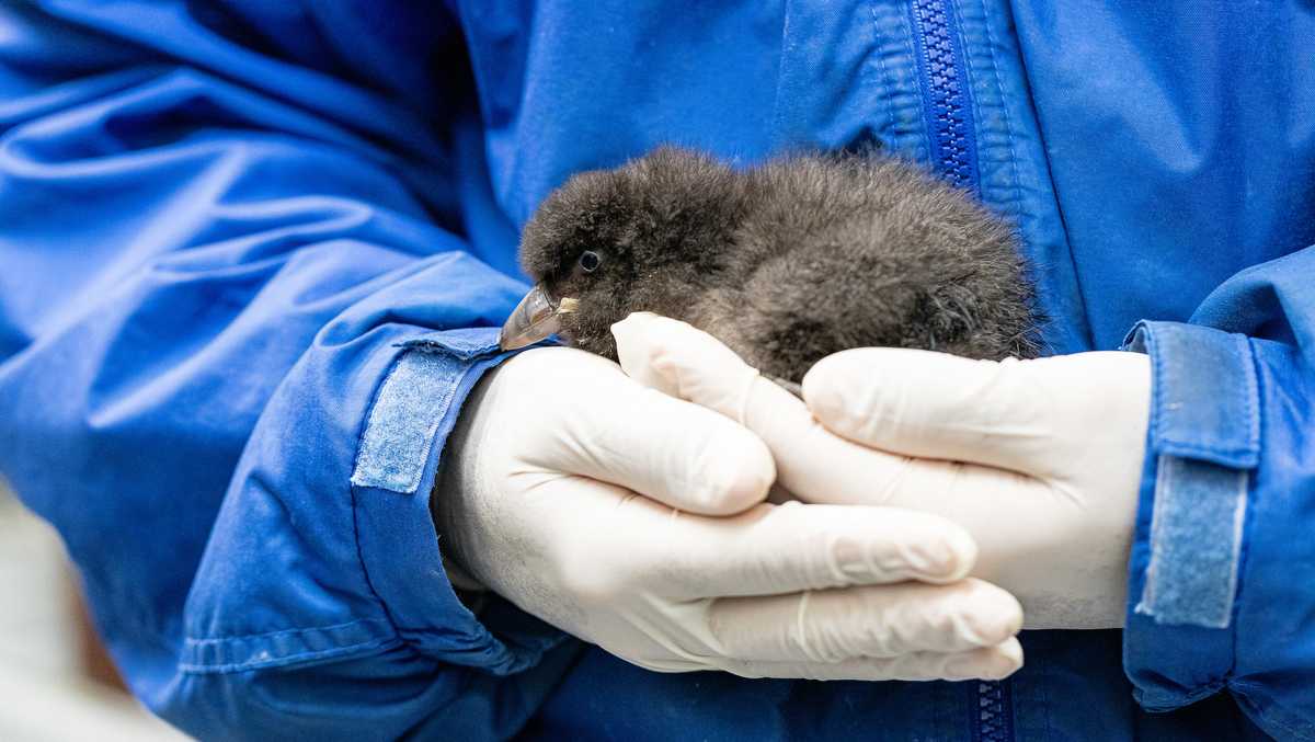 New Puffin chick 'Macaroni' born at National Aquarium