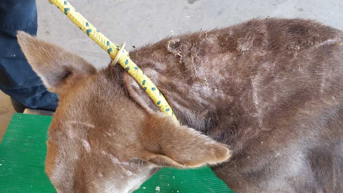 Dog breeder charged with animal cruelty released from jail