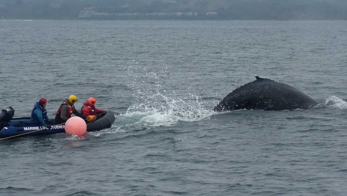 Entangled humpback whale freed in Monterey Bay