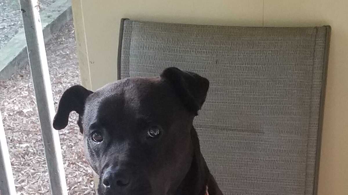 Lost and Found Pets in the WXII 12 Community