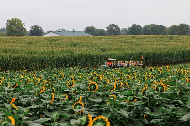 Sunflower field in southern Indiana is open for one more weekend