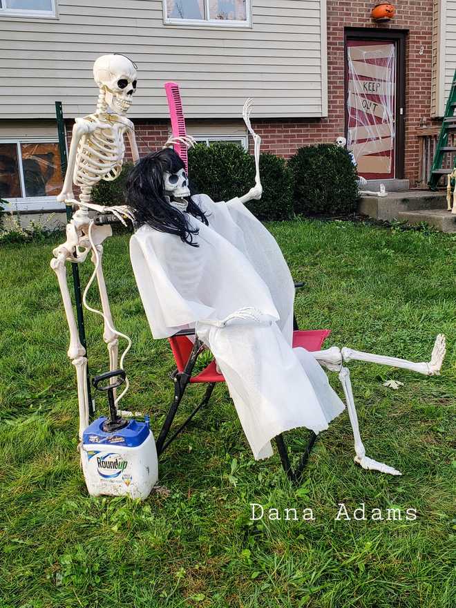 House in Hamilton creating different skeleton displays everyday this ...