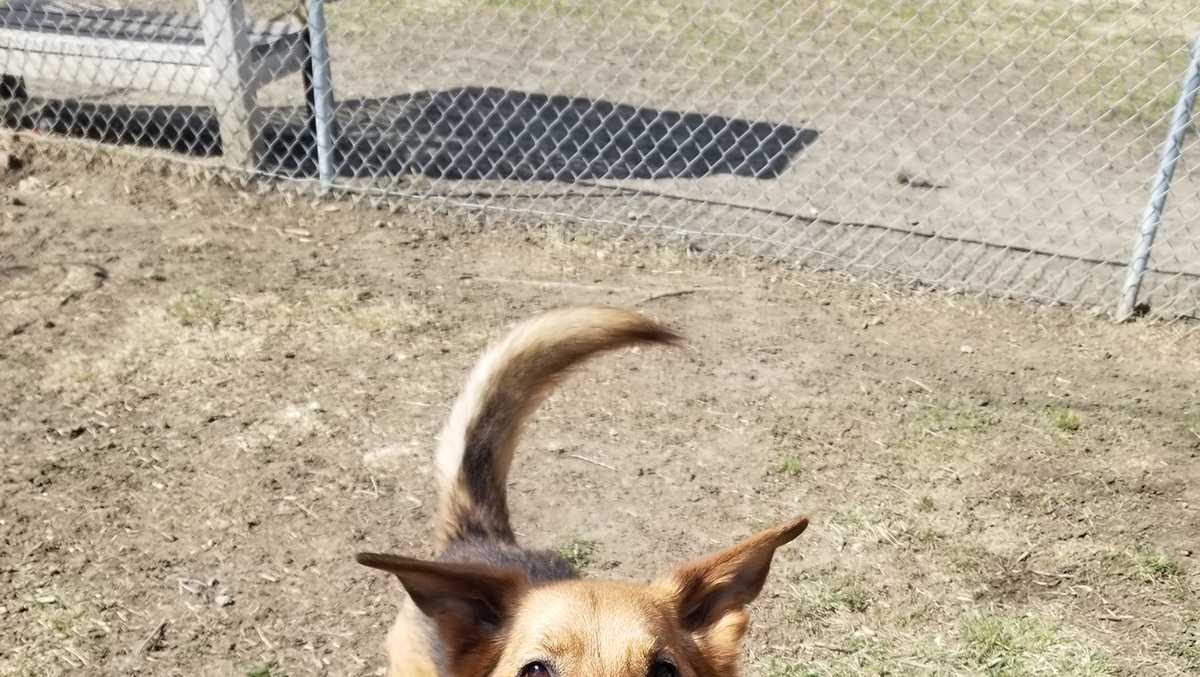 Meet the Nebraska Humane Society's pet of the week