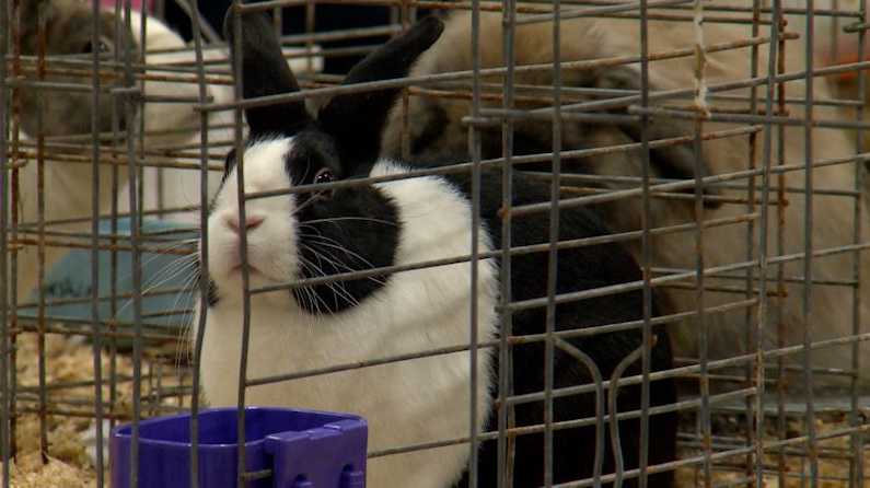 American Rabbit Breeders Association hosts convention at Kentucky Expo ...