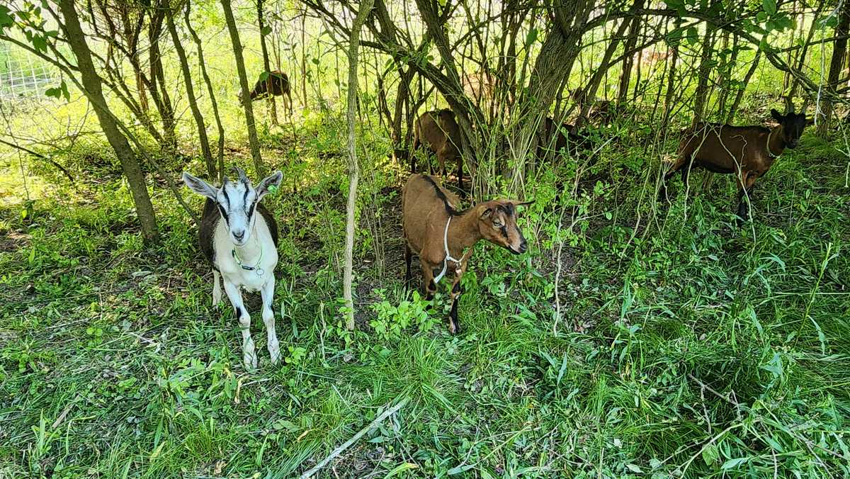 Goats are coming to parks in Butler County and you can meet them