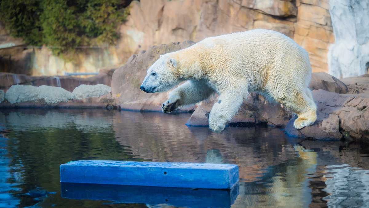 Louisville Zoo welcomes new polar bear