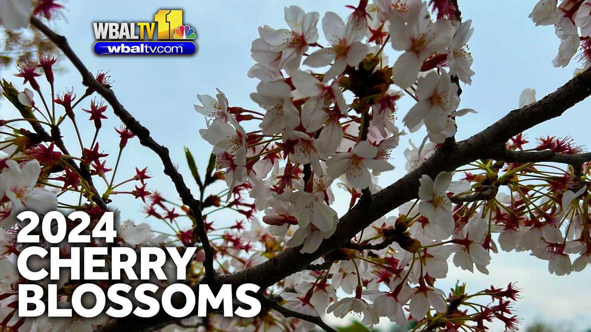 Cherry blossoms in full bloom for 2024 in DC