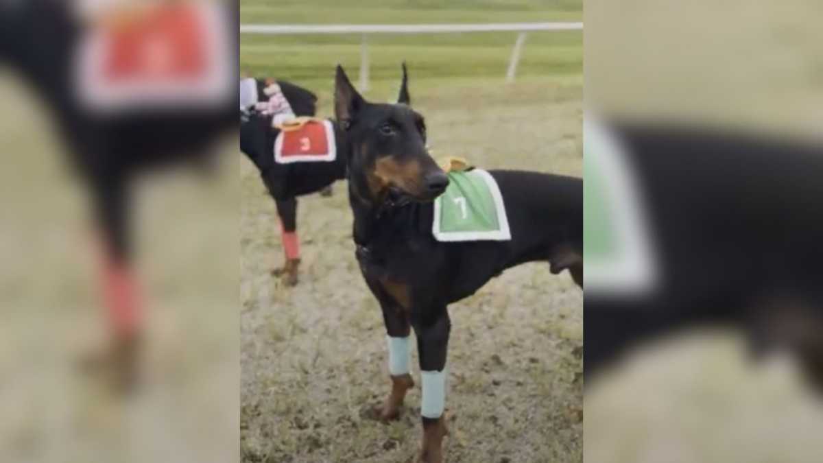 Dogs take off for the Doberman Derby in Frankfort