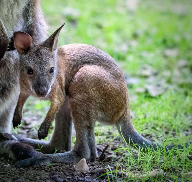 Pittsburgh Zoo: Wallaby joey joins mob in Kids Kingdom
