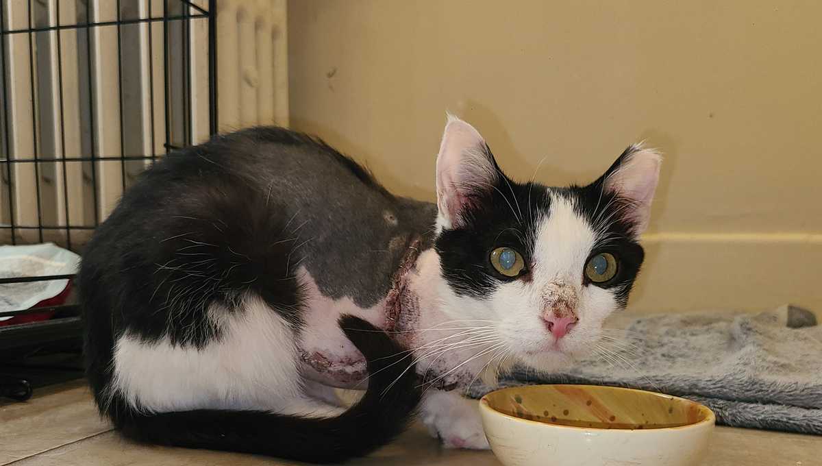Stray cat shot in Lancaster County