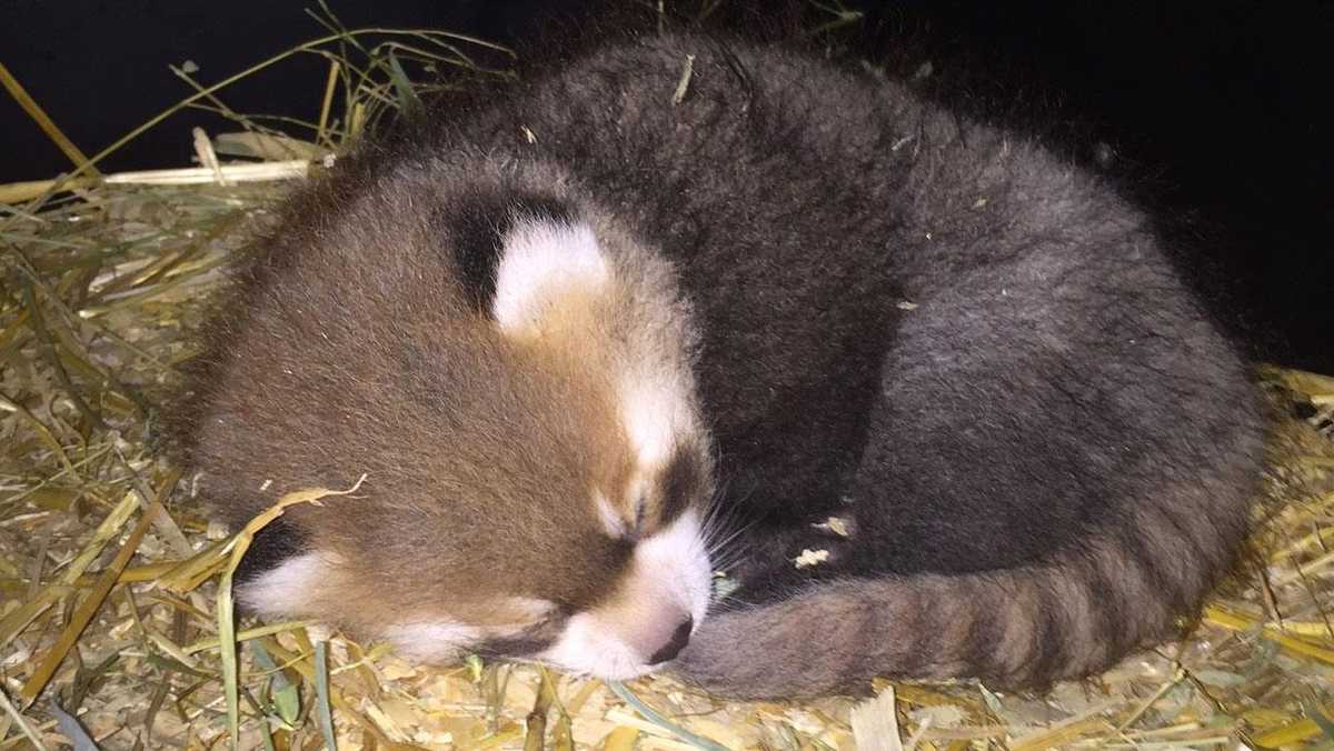 Baby red panda born at Cincinnati Zoo