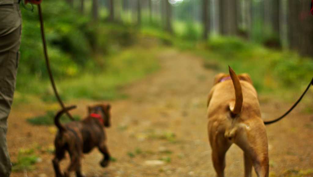 If dogs could talk: 25 Things they'd want us to know