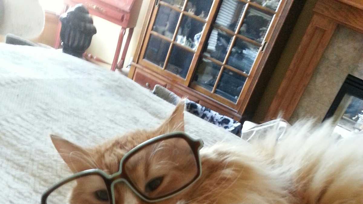 15 adorable photos that will make you a cat person