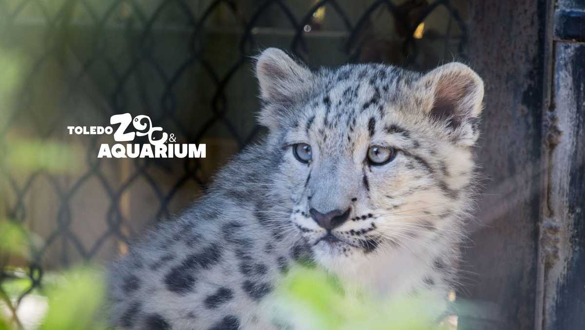 New snow leopard on display at Ohio zoo; 2nd cub euthanized