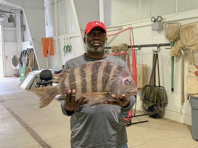 Red Sheepshead