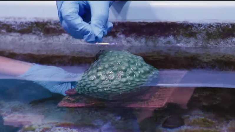 Florida Coral Rescue Center continues work to save coral reefs