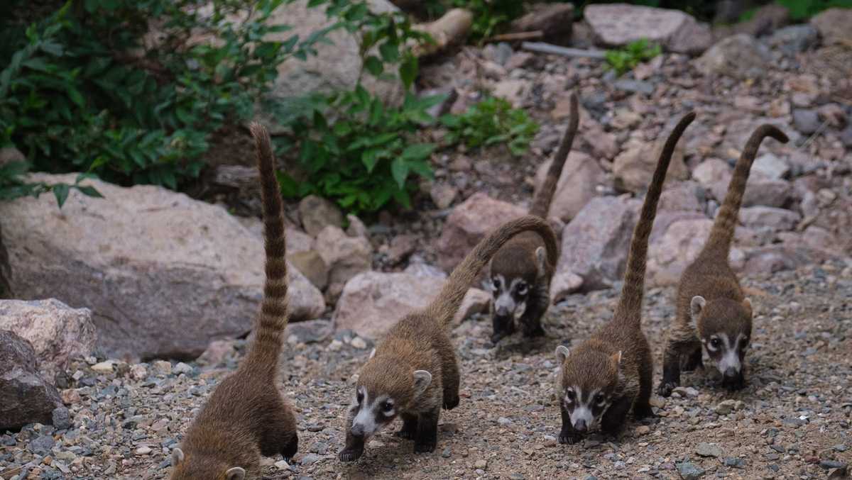 Mother Coati and her 5 kits spotted in Hillsboro