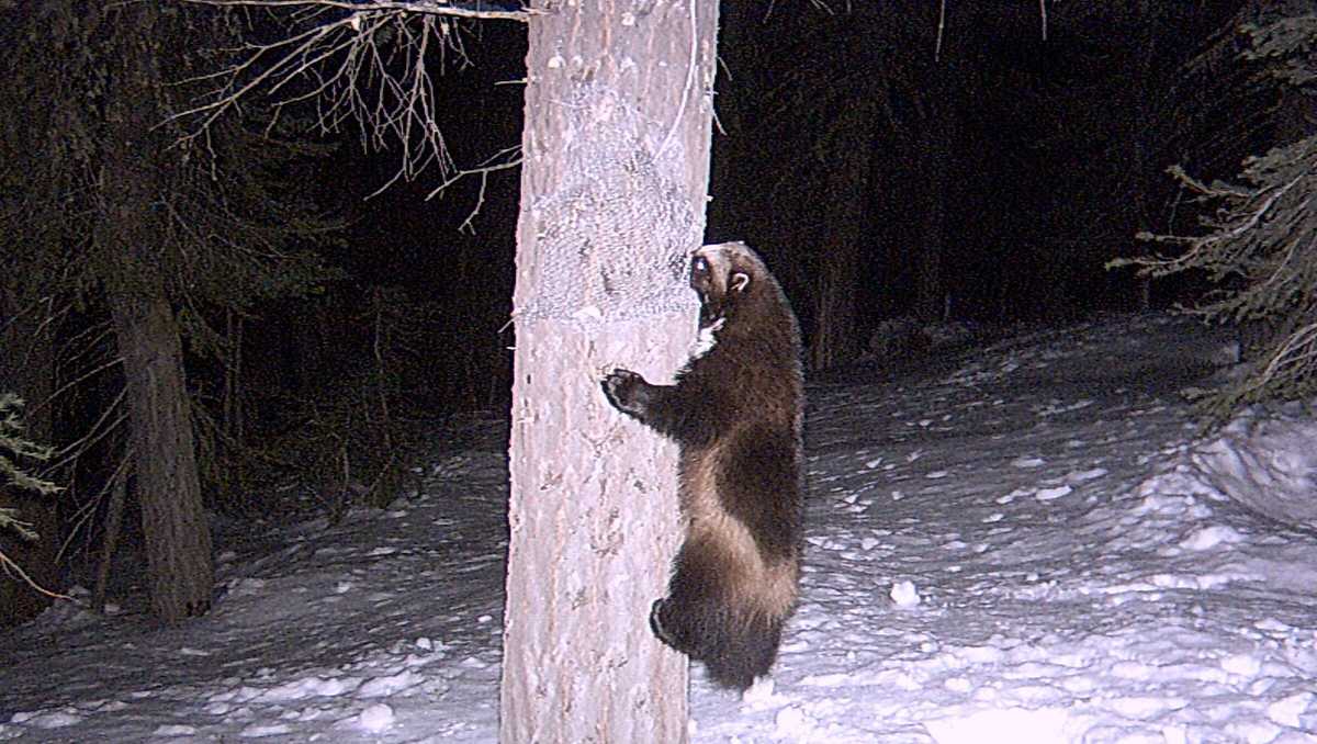 Shock, excitement as second wolverine in 101 years seen in Calif.