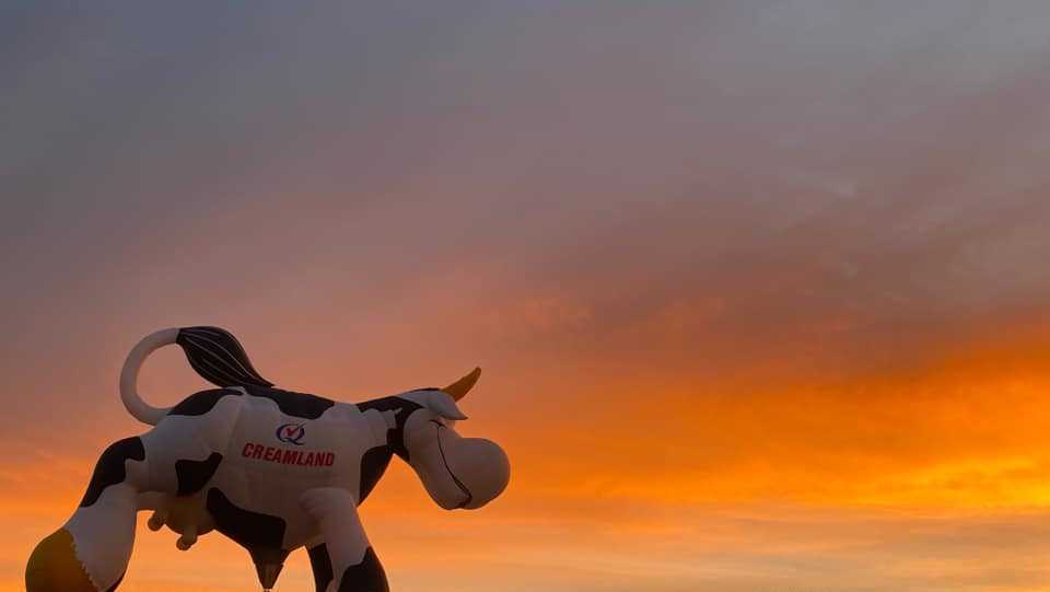 Creamland's cow balloon delights at Balloon Fiesta