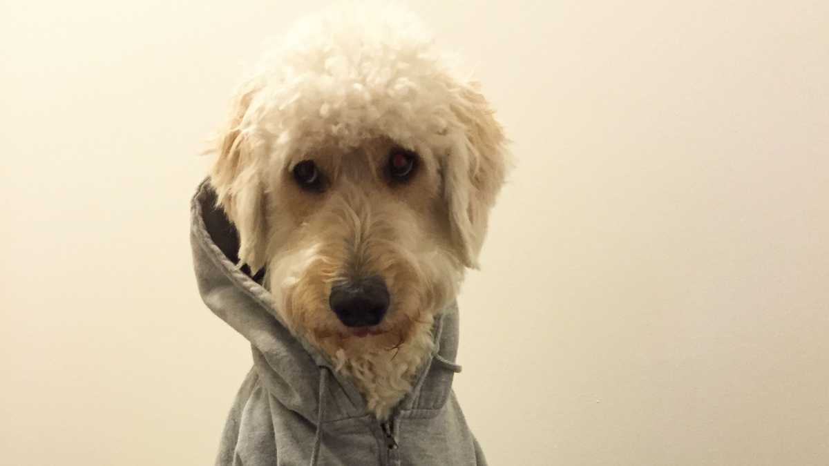 Top looks from National Dress Up Your Pet Day!