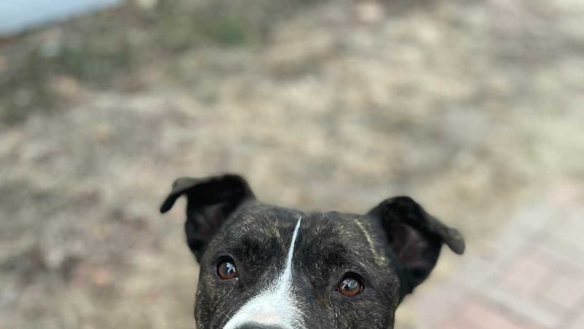 Meet the Nebraska Humane Society's pet of the week