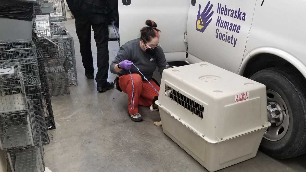 Nebraska Humane Society rescues over 50 animals from Omaha home