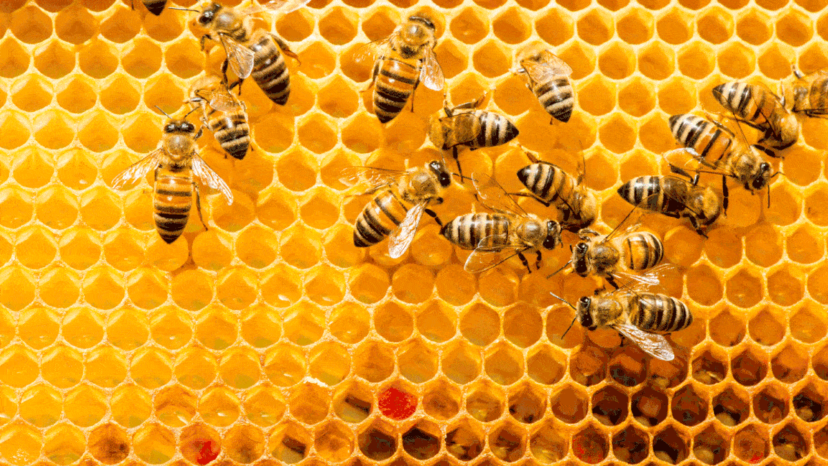 Thousands of bees removed from Washington County Jail