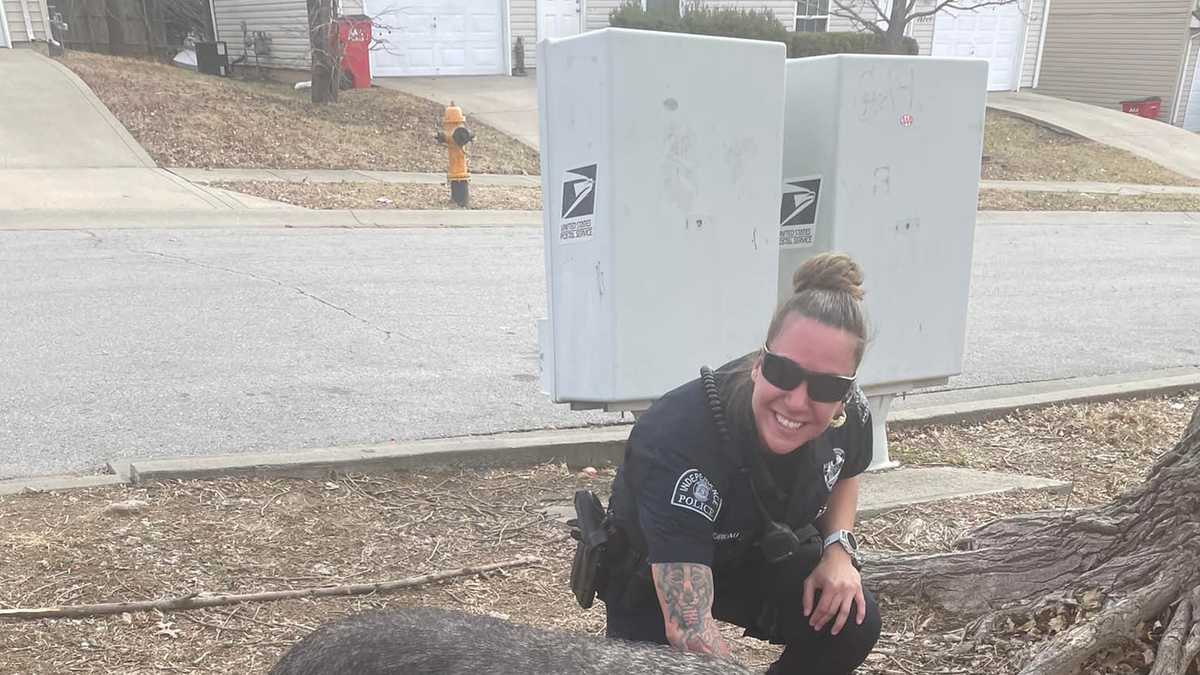 Independence police nab loose pigs running amok in Independence