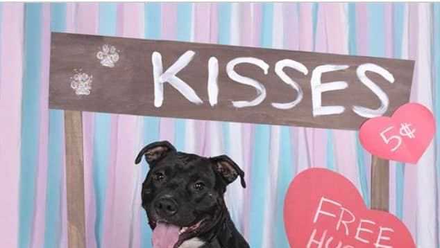 Meet the Nebraska Humane Society's pet of the week
