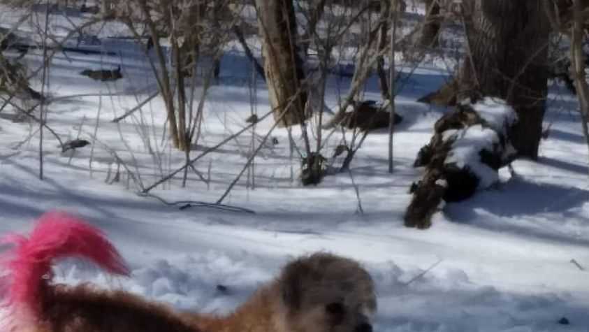 Harrison police arrest Indiana woman suspected of taking dog from residence