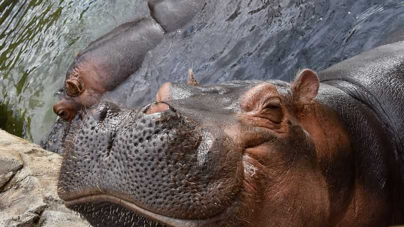 50 photos to celebrate Fiona the hippo's 5th birthday