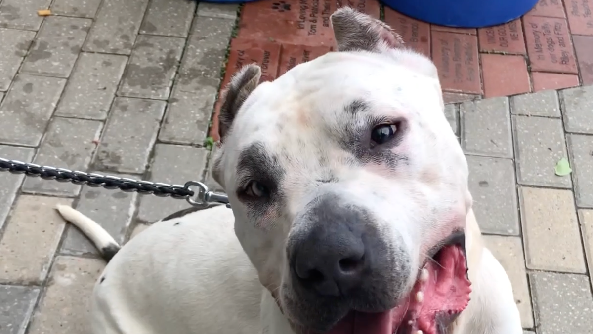 Meet the Nebraska Humane Society's pet of the week