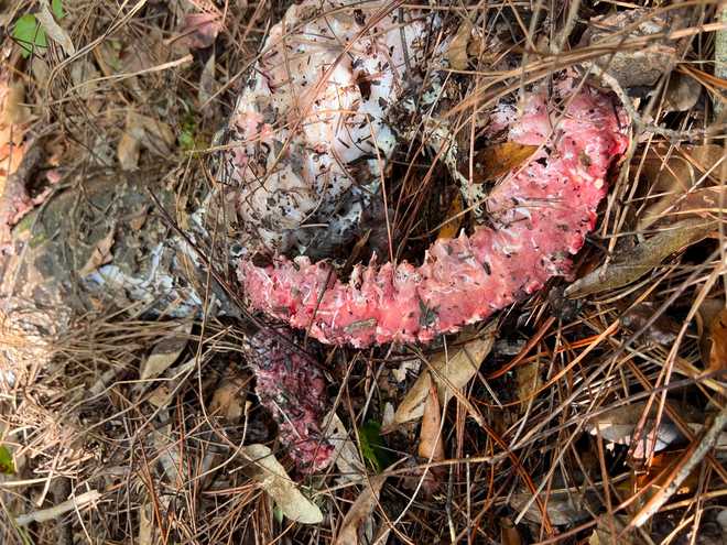 Apex predator found dead; Is the Everglades fighting back against ...