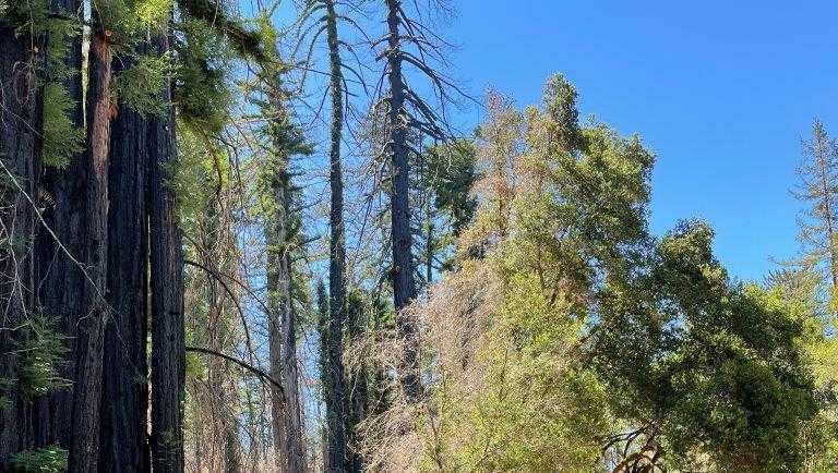 Big Basin Redwoods State Park reopens 4 new miles after renovations