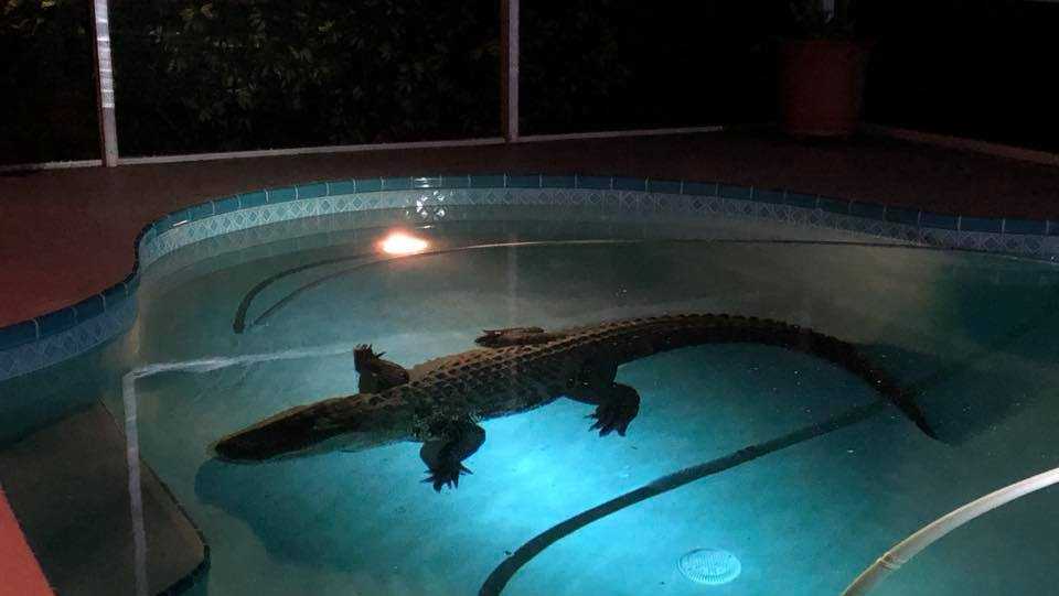 11-foot alligator takes swim in Sarasota County pool