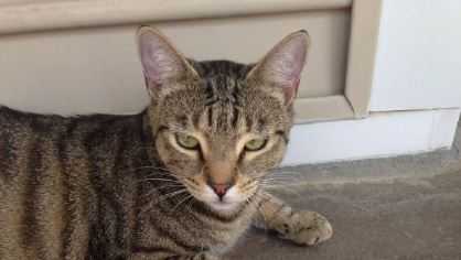 Lost and Found Pets in the WXII 12 Community