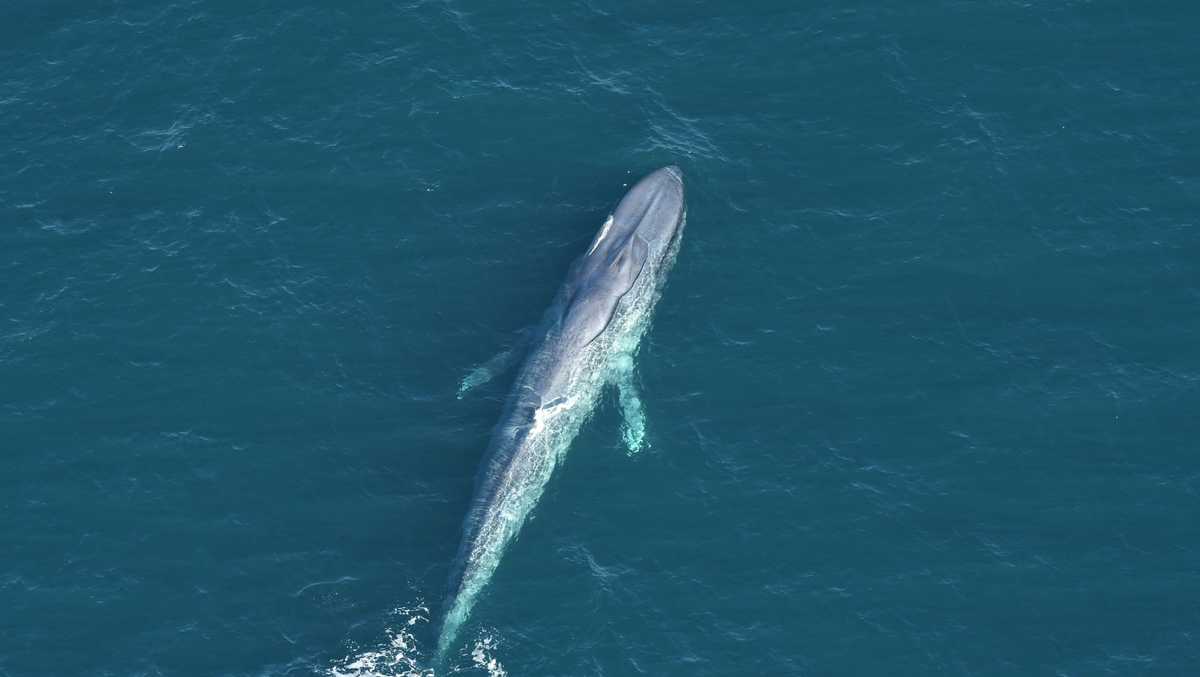 Endangered blue whales spotted southeast of Cape Cod