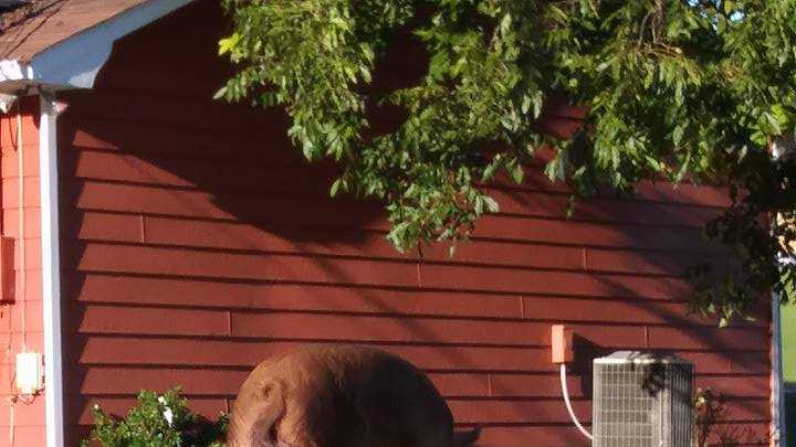 PHOTOS: Holy hog! Massive pig in Phenix City, Alabama