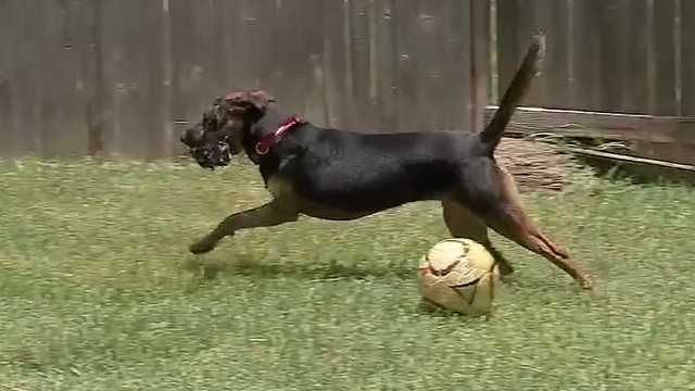 Three-legged dog back with family after being gone for 9 days